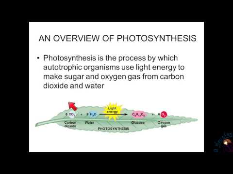 Photosynthesis equation