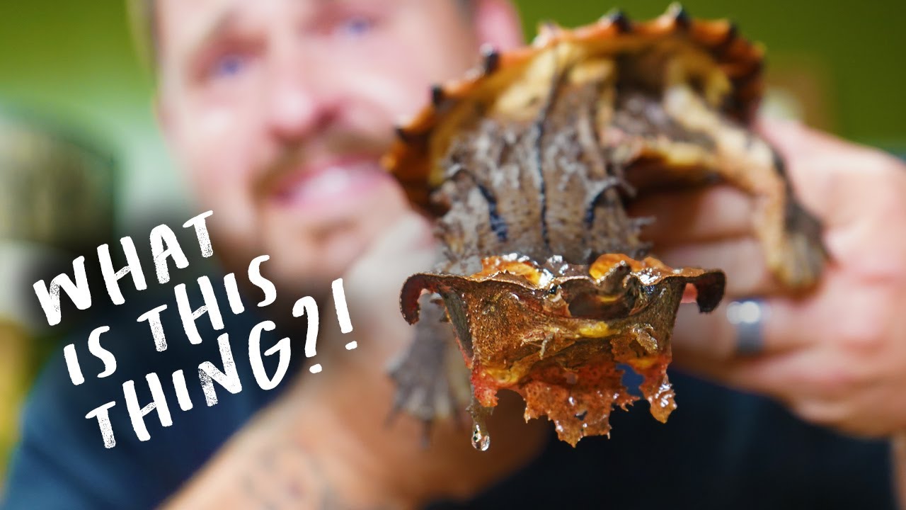 WORLD’S WEIRDEST TURTLE?