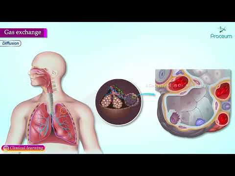 Respiratory Gas Exchange and partial pressures: Respiratory Physiology