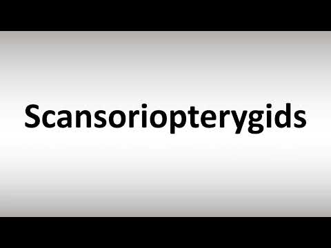 How to Pronounce Scansoriopterygids