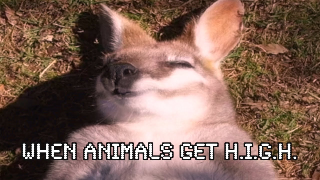 When Animals Get “Elevated”