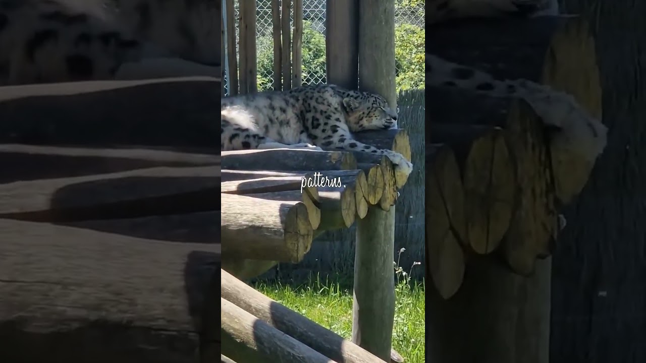 Amazing White Panther Facts in 60 Seconds!