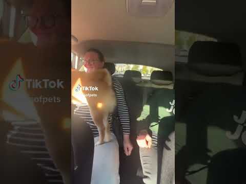 Laugh Out Loud at These Funny Dog Moments! ????
