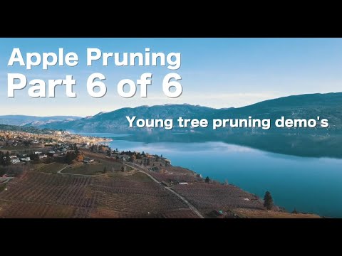 Apple Pruning Young Tree - Demo 6 - Steve Brown