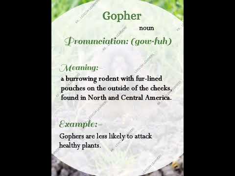 Difference between Gopher and Gofer