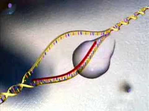 Genetics in the Real World | Genetics Time!