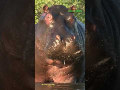 Let's spell Hippopotamus | Fun for all | Letter Sound #shortsvideo #nurseryrhymes #shorts