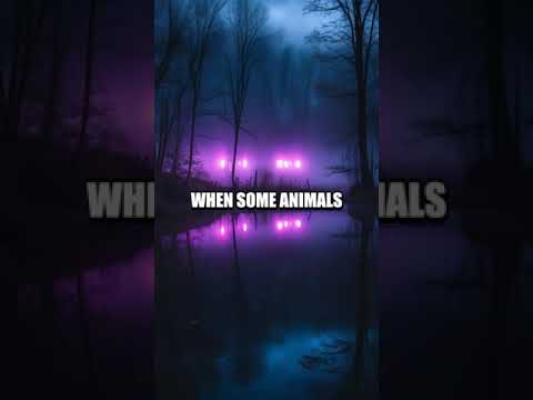 The 1978 Cow Abduction: A Mysterious Event