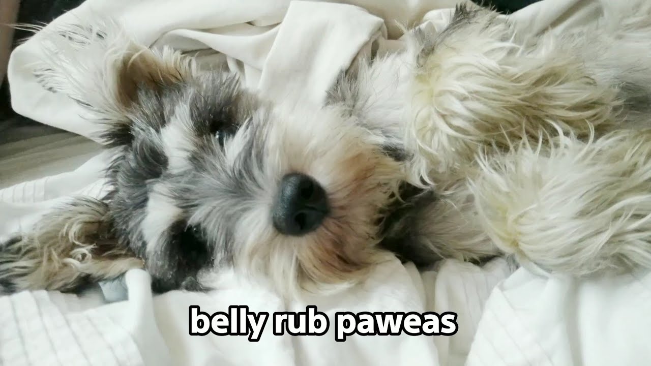My dog loves belly rubs