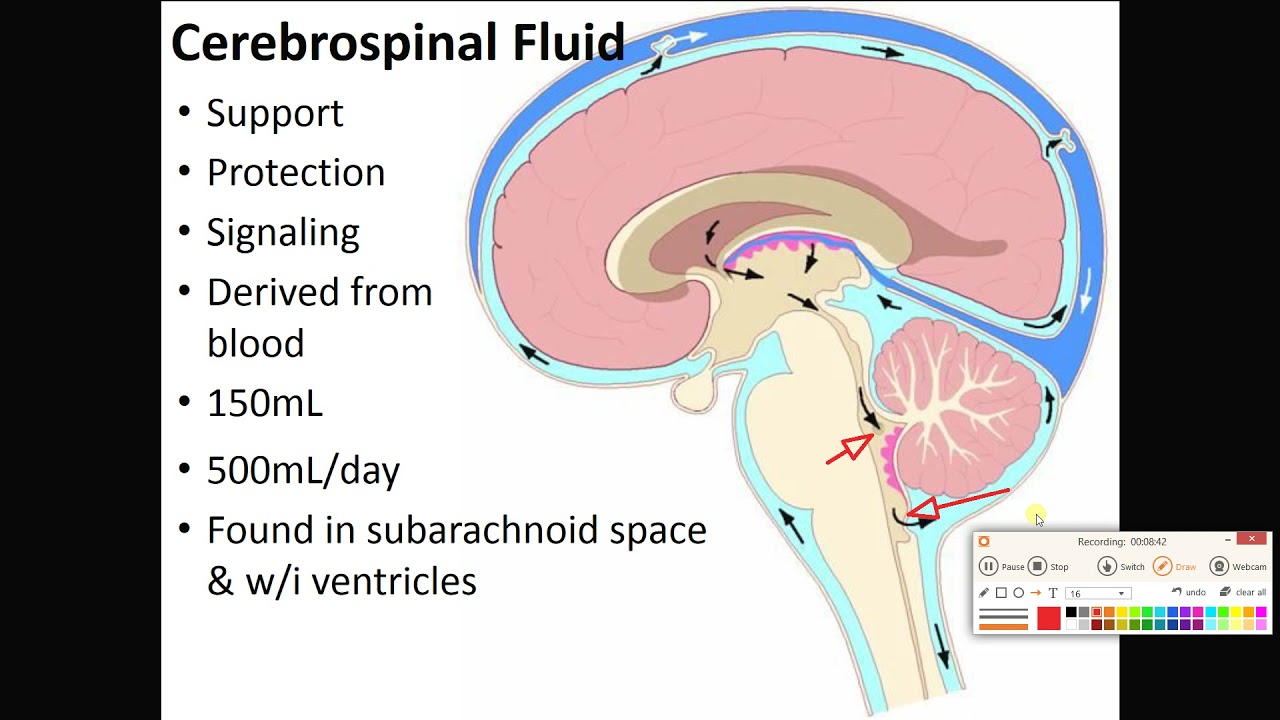 Bio2050 Brain 1