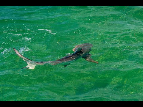 Big Lemon Sharks In Crystal Clear Shallow Water ... And They Eat On The Surface!