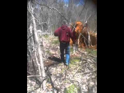 Morel mushroom hunting in okc with Matt and Kent