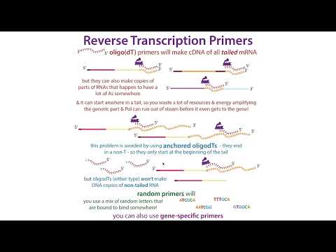 cDNA (complementary DNA), its uses, & some nuances to take into account when molecular cloning