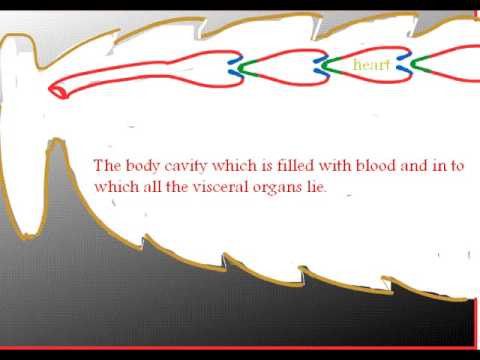 Cockroach: circulatory system | Flora and Fauna