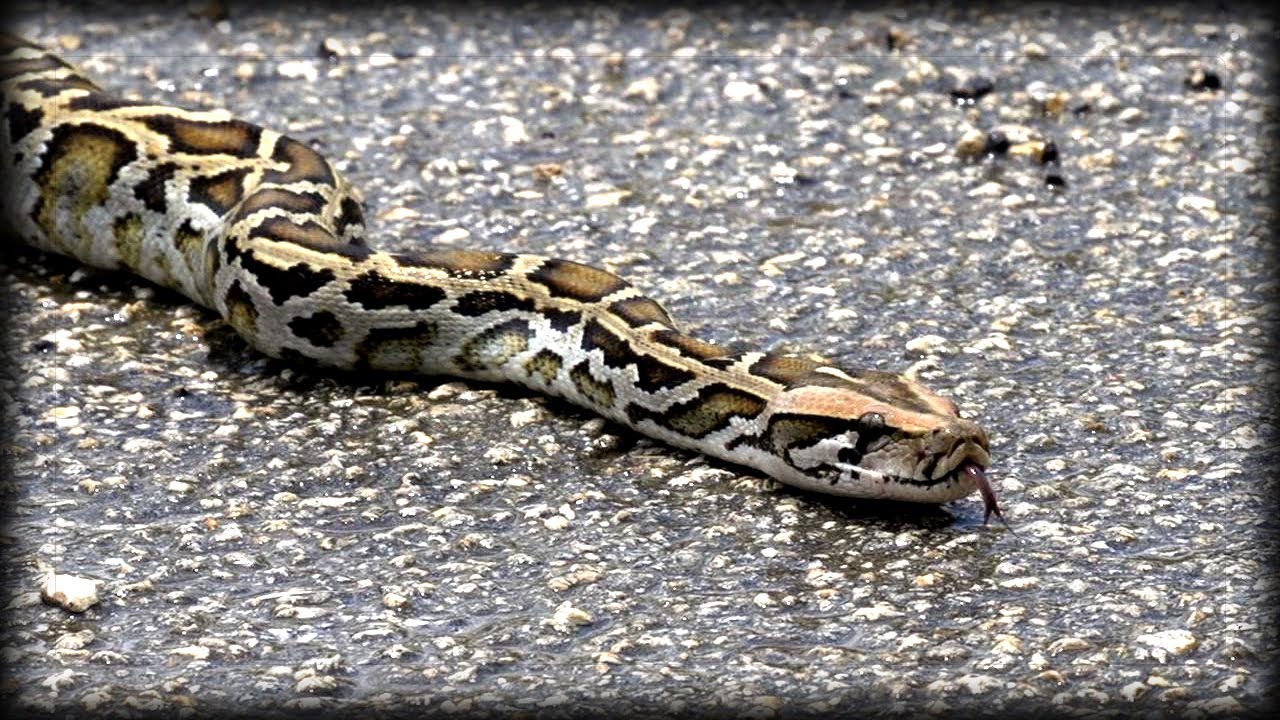 Python crossing Road 01