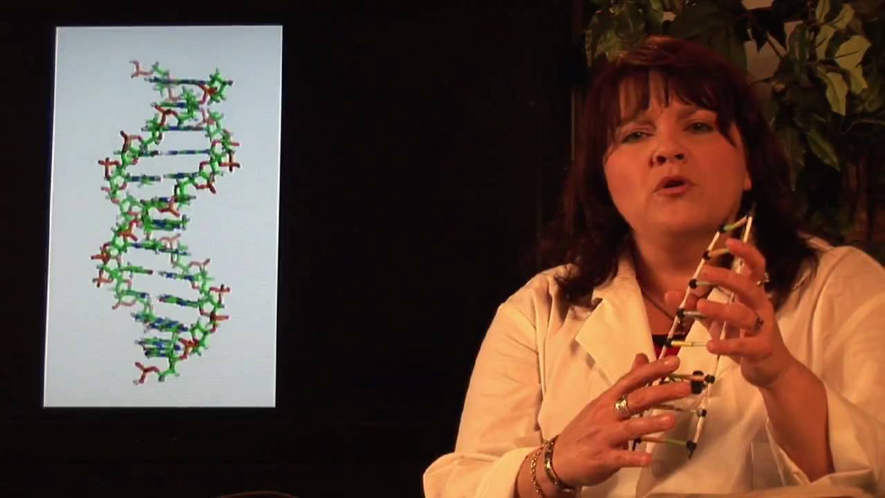 DNA Structure & Testing : How to Make a DNA Model