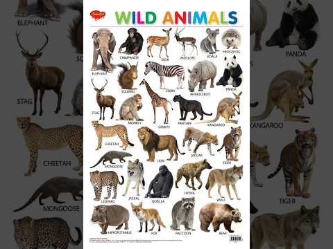 All Wild Animals Name #shorts #video