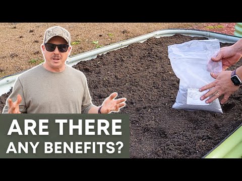 Growing Cover Crops in Raised Beds: Is It Worth It?