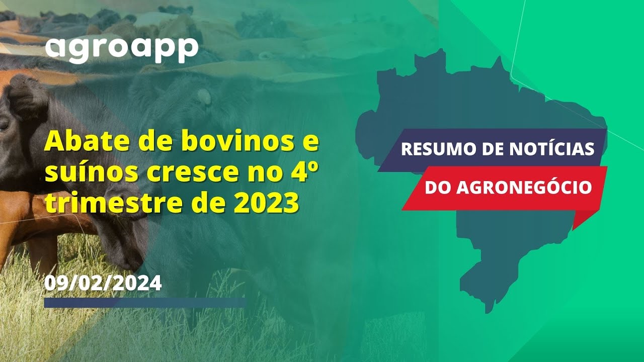 Abate de bovinos e suínos cresce no 4º trimestre de 2023