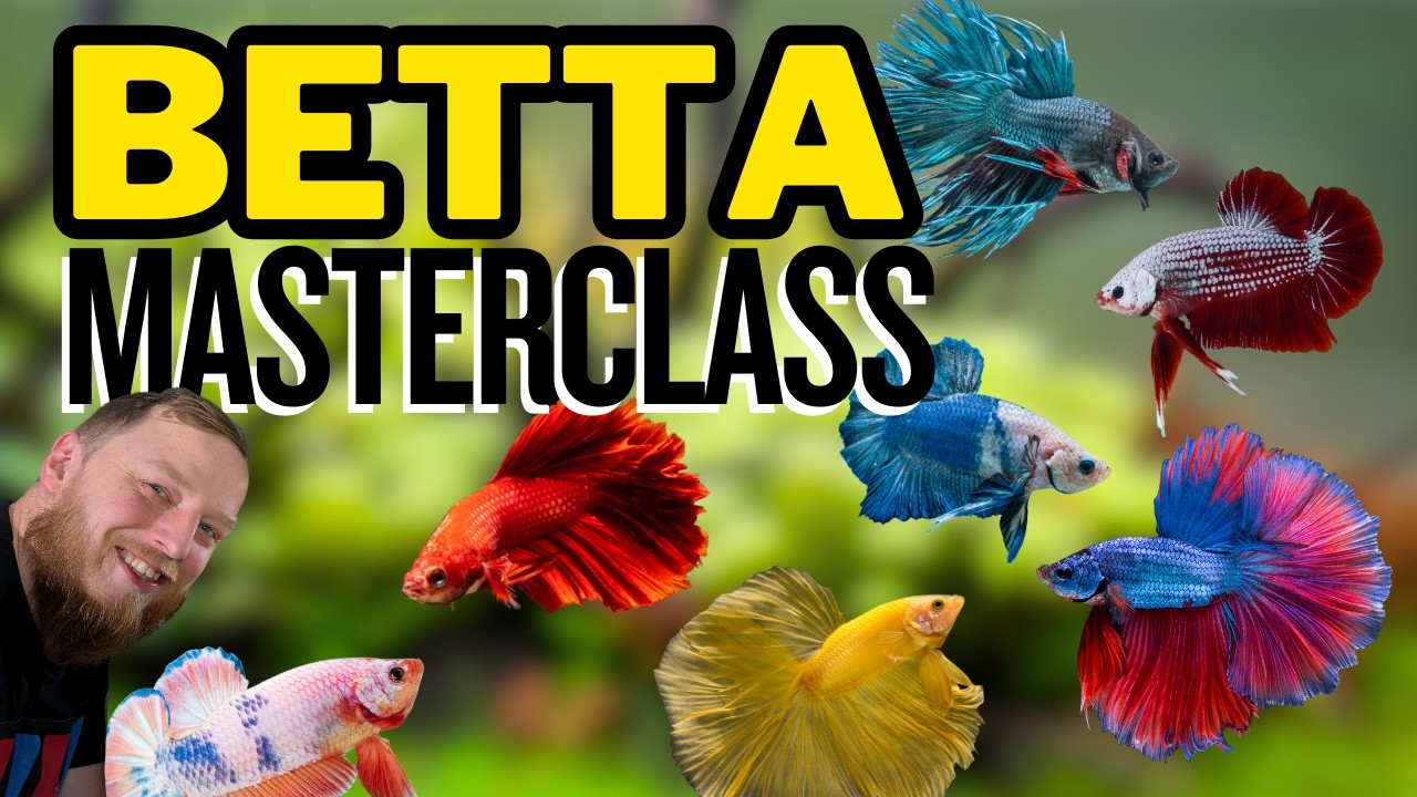 Bettas: The Complete Care Guide (How to Keep Betta Fish)