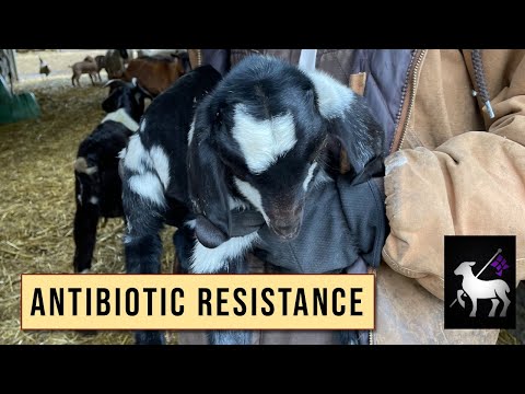 Antibiotic Resistance in Sheep and Goats