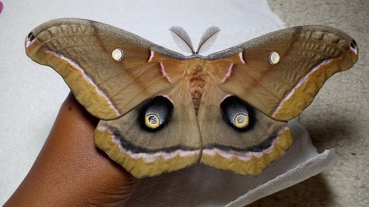 Second Polyphemus Moth emerges and is released! - The Emergence & Release of a male Polyphemus Moth