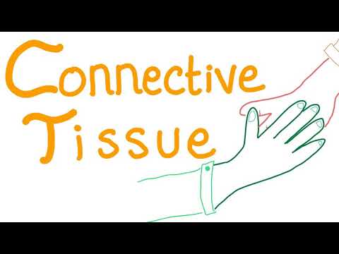 Connective Tissue | 4 Types| How Your Body Is Connected