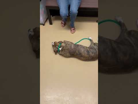ADOPTED! Valentina being cat-tested - Available for adoption at Priceless Pet Rescue