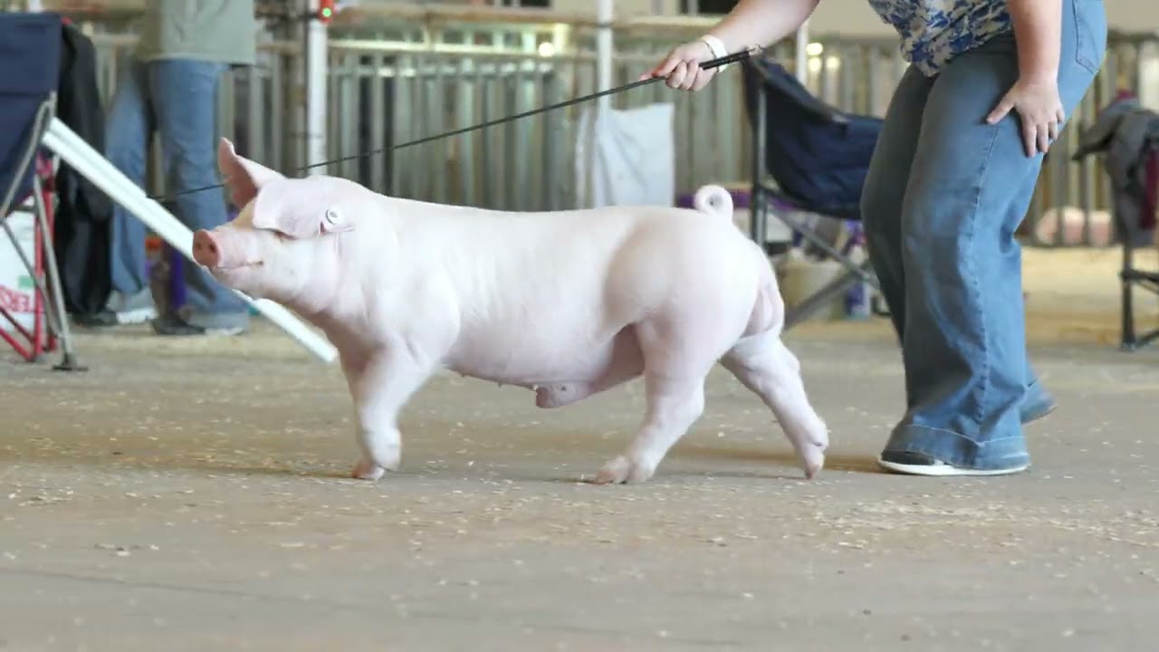 Ottenwalter Showpigs | 196-1
