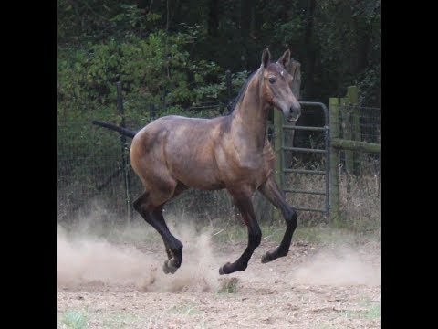 Zarzuelo EAS - 2019 ANCCE Inscribed PRE Andalusian Colt for Sale