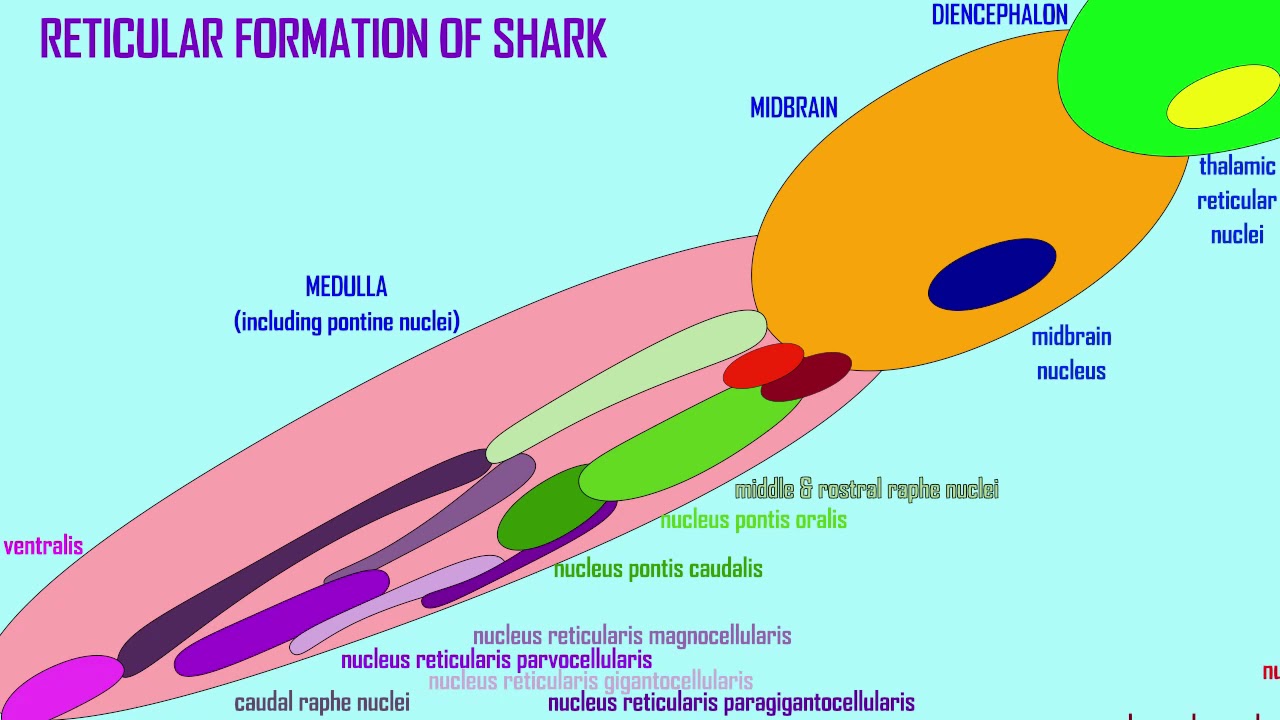 the reticular formation