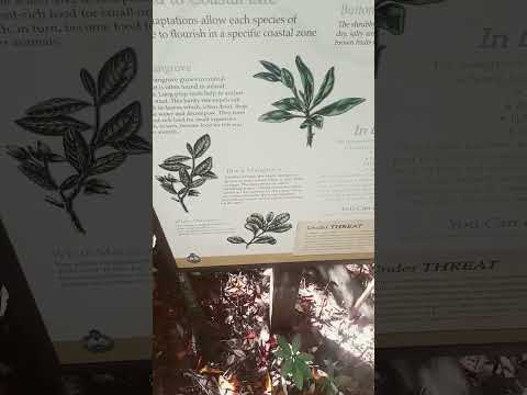 Types Of Mangroves