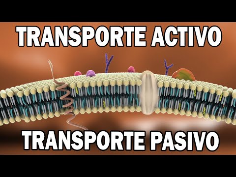 Transporte de membrana (Activo y Pasivo)🧫🧫🔬