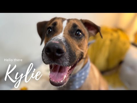 Dog for adoption - Kylie Kiddle Loving Family Bestie, a Labrador ...