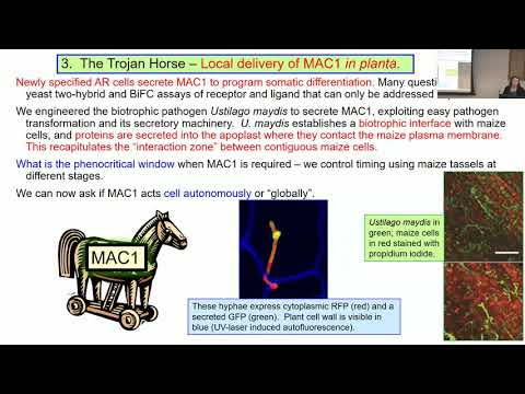 Virginia Walbot: PhasiRNAs are critical for maize anther development