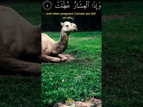 Surah At-Takwir | The Overthrowing | Izash Shamsu Kuwwirat #quran