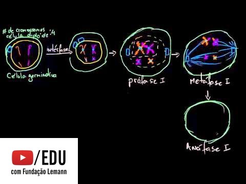 Fases da meiose I (vídeo) | Divisão celular | Khan Academy