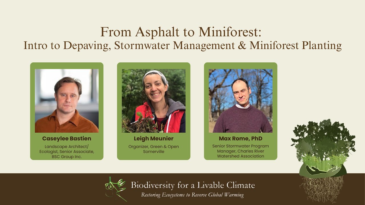 From Asphalt to Miniforest: Transforming Impervious Surfaces to Manage Stormwater Runoff and Heat