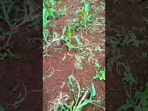 #agriculture #agribusiness #ecosystem #farmer #may2025 #partnership #development