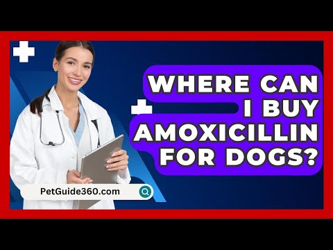 Where Can I Buy Amoxicillin For Dogs? - PetGuide360.com