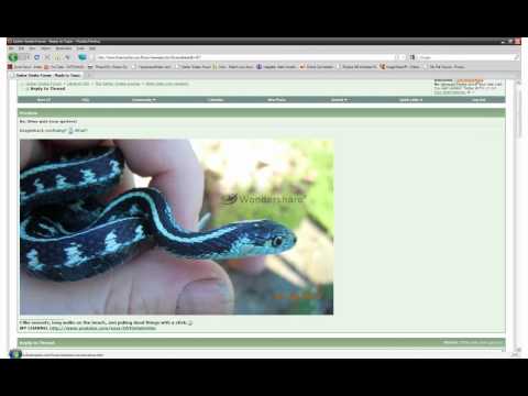 Imageshack Use Demo - Posting images to forums