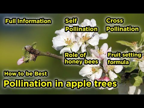 Honeycrisp Apple Tree Pollination Chart : Top Picked from our Experts