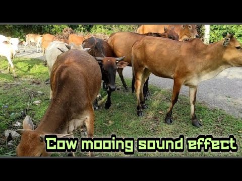 colorful cows, slaughtered cows, slaughtered cows, beef cattle, angry yumbo cows, tsov mooing Sound.