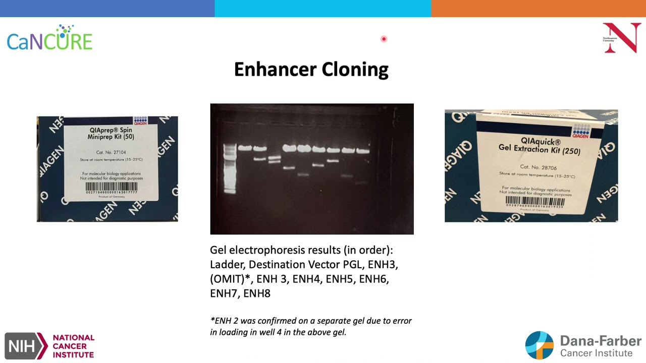 Diarika Dwive: Enhancer Cloning