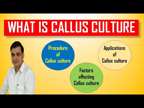 Callus culture - it's procedure and applications