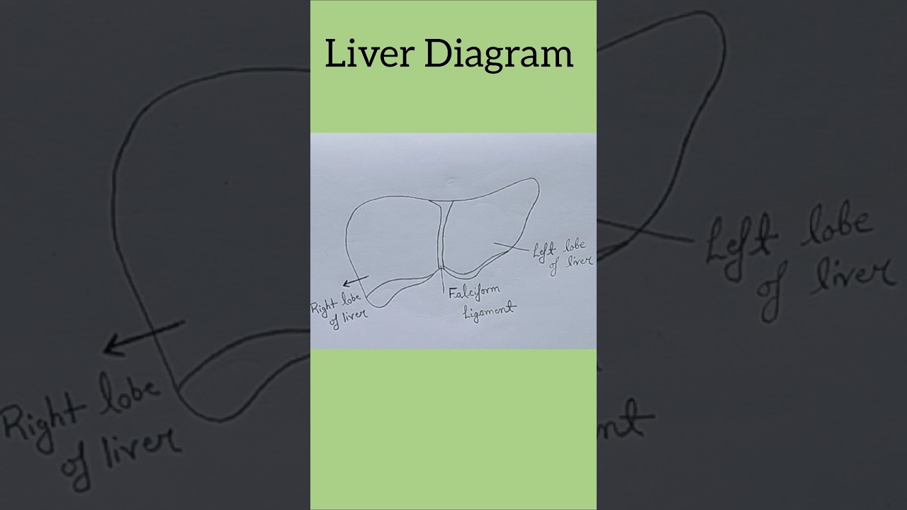 How To Draw Liver Step By Step //Liver Diagram// Human Liver Diag.#shorts #diagram #liver @MrBeast