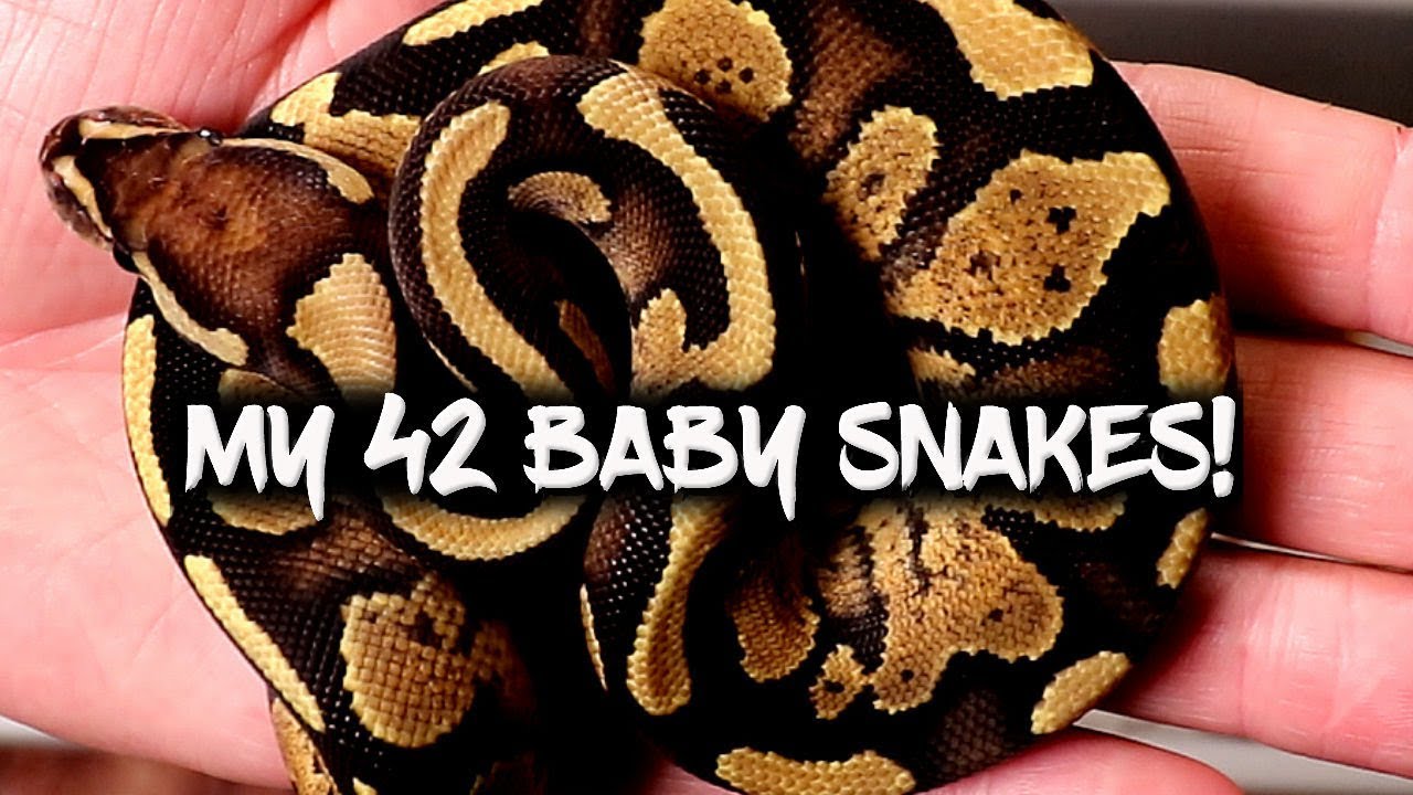 Showing off my new ball python hatchlings!