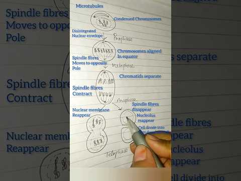 Mitosis easy diagram #howtodraw #easysteps #mitosis #cellcycleandcelldivision #class11