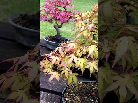 Redistributing energy in bonsai through pruning