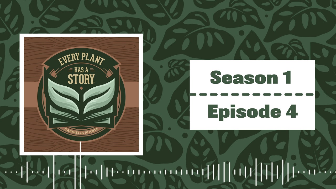 Every Plant Story | Behind the visuals @DangerBrain | S1E4